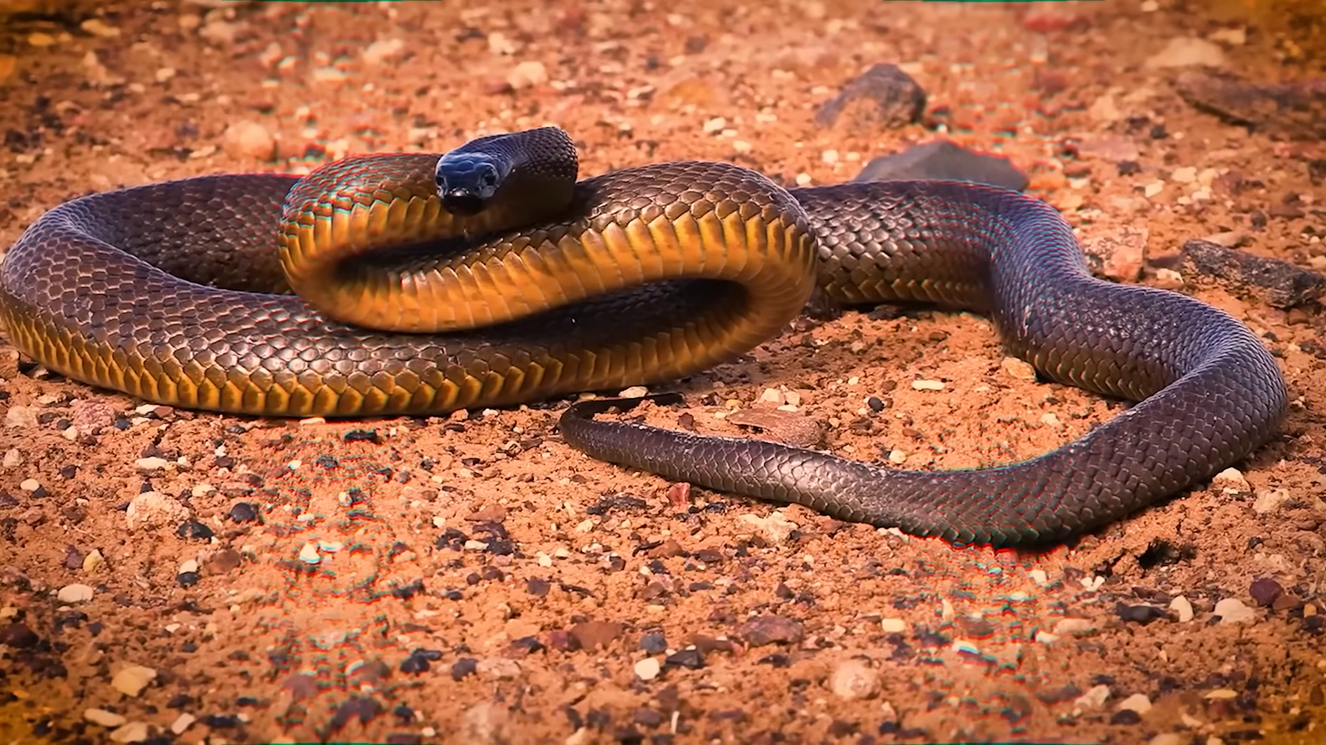 Australia has cryptids - and a snake that kills in 30 minutes