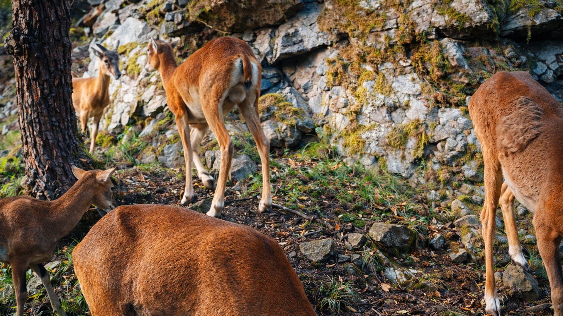 Wildlife activity captured by my forest camera trap