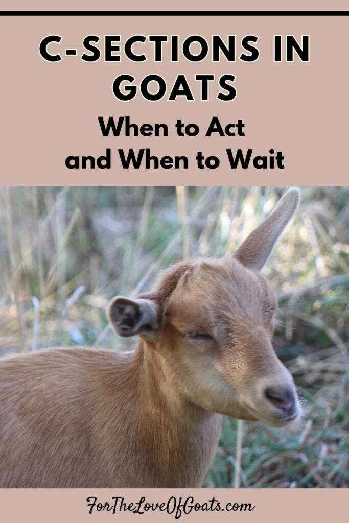 When a goat needs a C-section