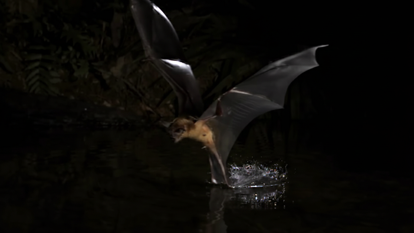 Watch what happens when a bat comes too close to suspicious water