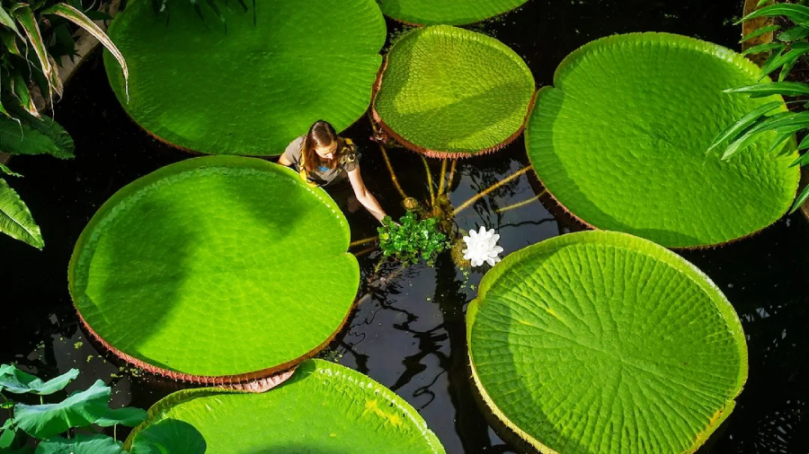 15 perfectly symmetrical things found in the wild that look man-made