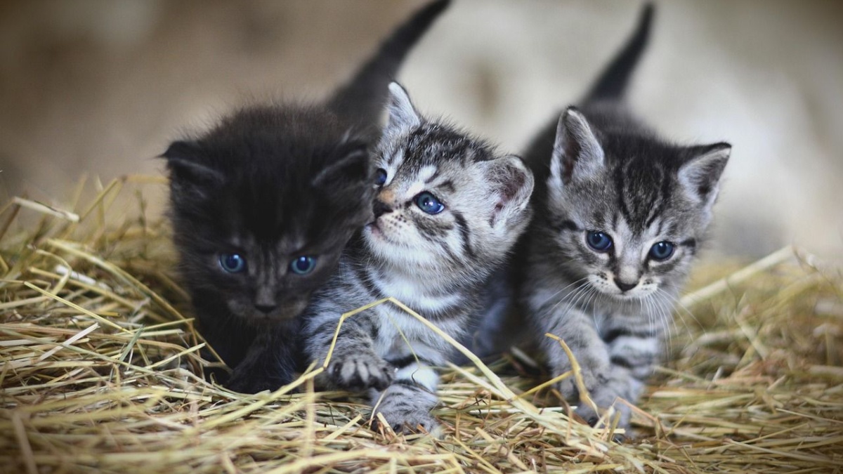 Basic tips for people who decide to have a cat for the first time