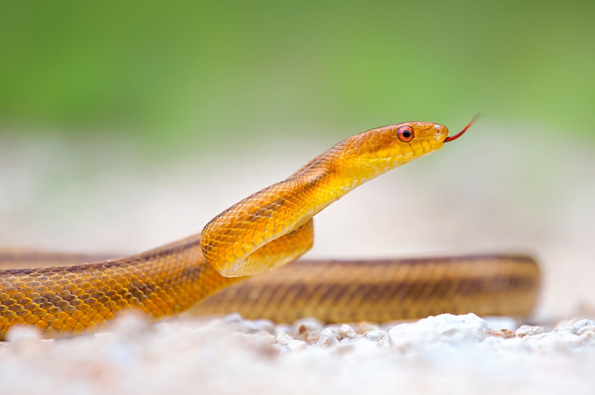 This may be the most snake-infested national park in the US., according ...