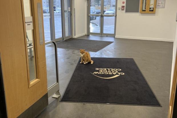 Glasgow college posts 'no cats allowed' sign after students adopt 'wee ...