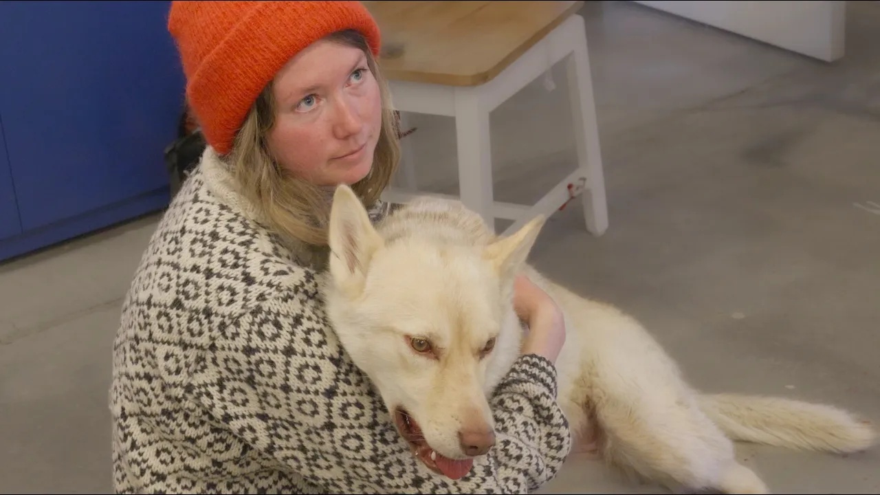 Our dog needed surgery in Greenland but there was no vet