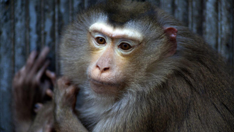 UW scrutinized after monkey death at Arizona primate facility