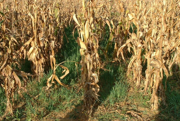 10 reasons why you should stop tilling your garden soil