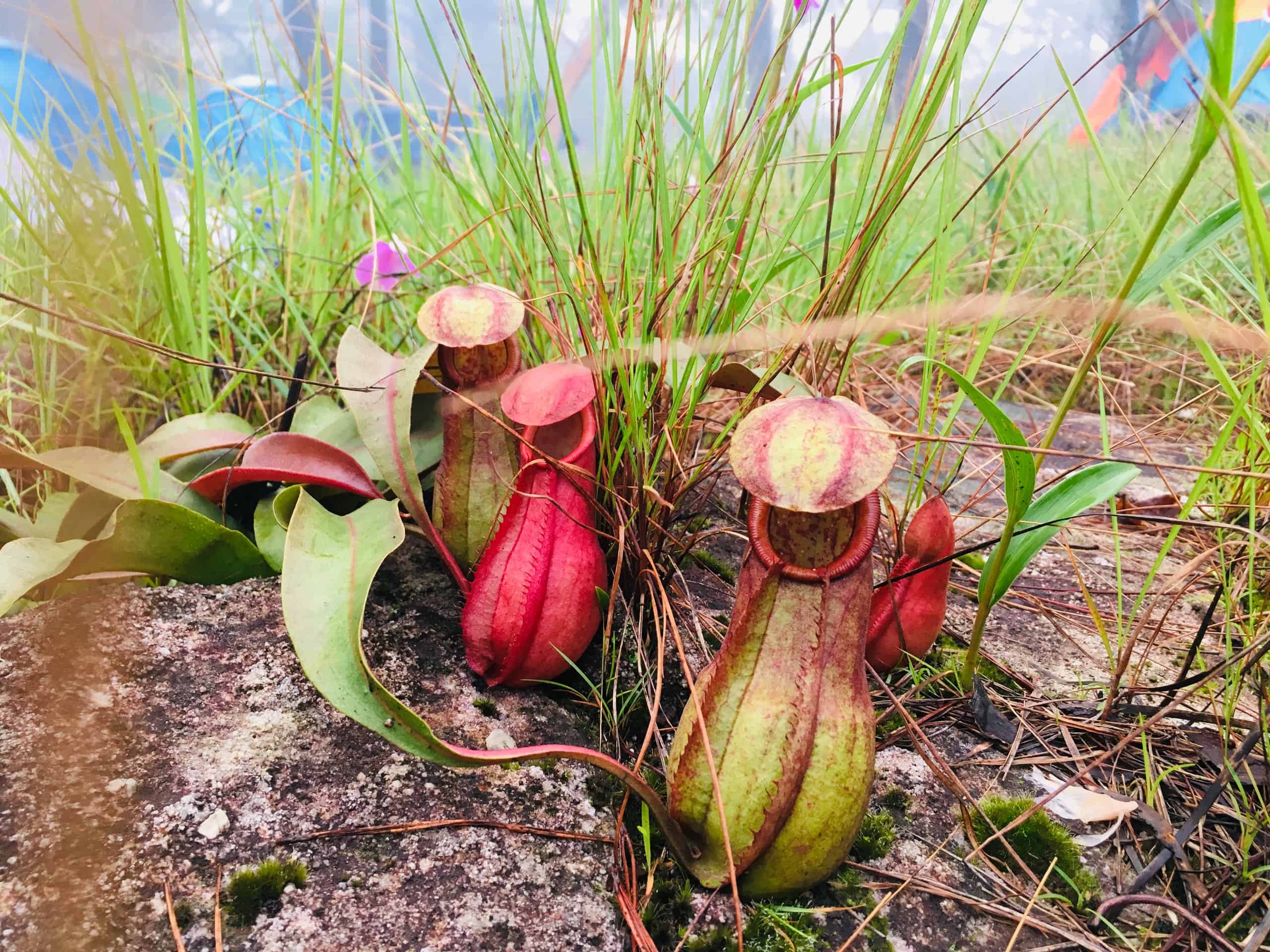 These fierce plants capture and eat animals