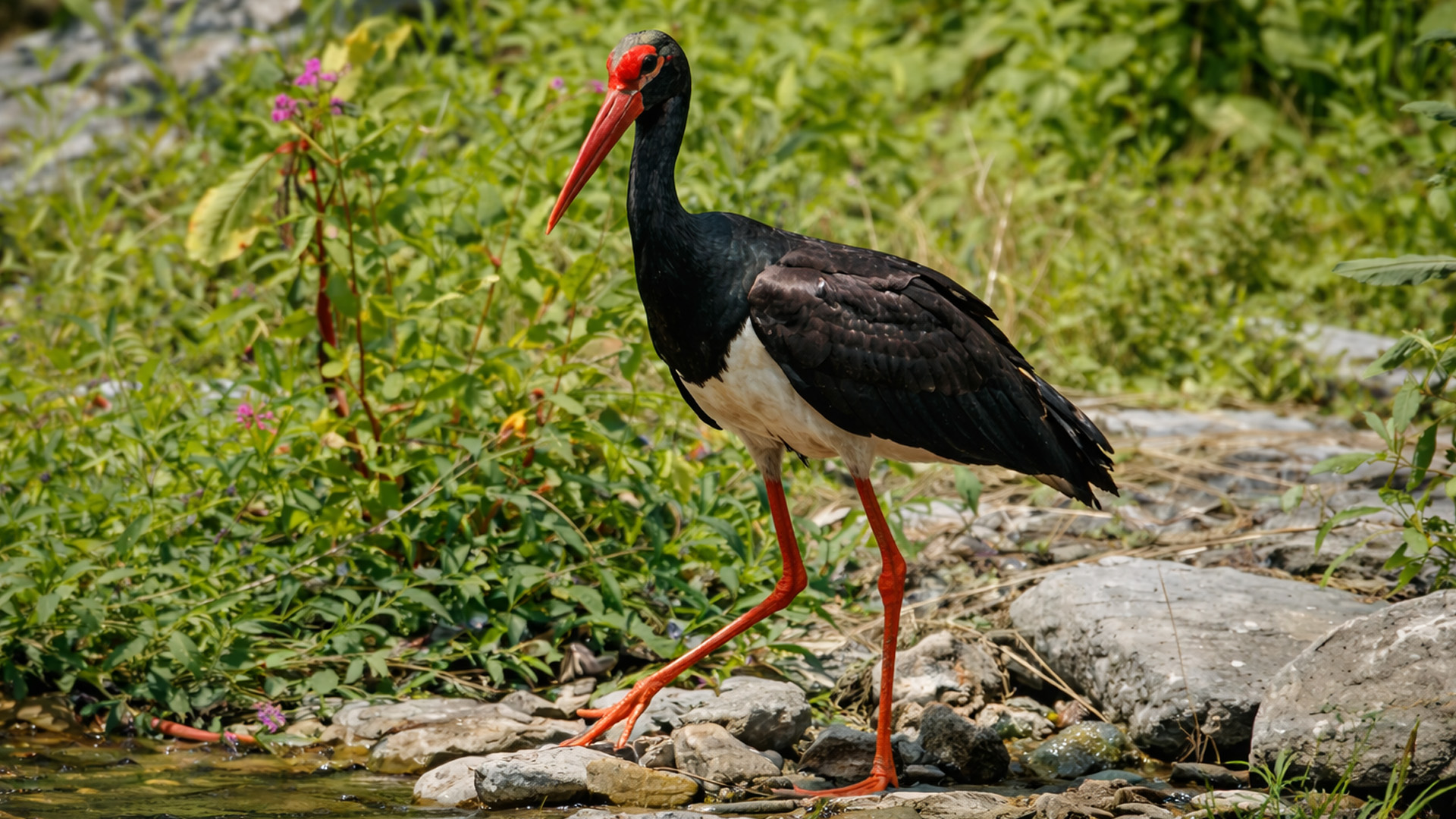 This stork didn’t seem to mind me watching