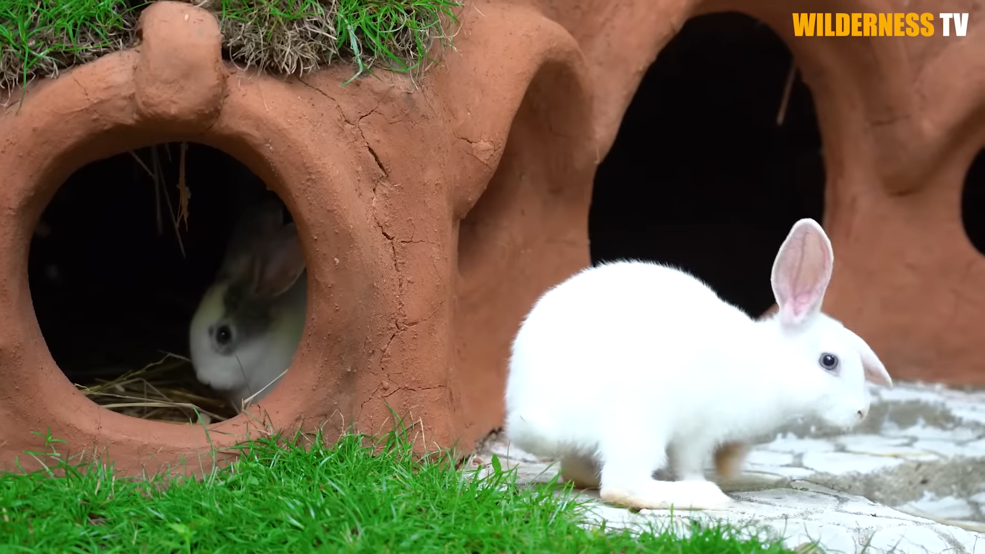 Poor abandoned rabbit and turtle given warmth and real protection