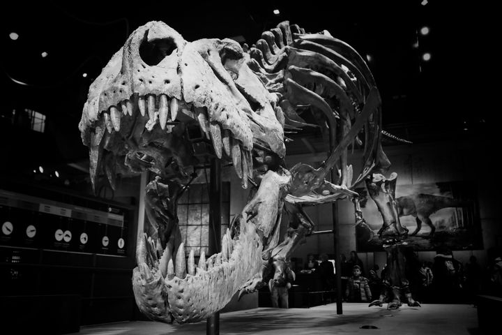 New T Rex fossils upend Hollywood’s dinosaur image