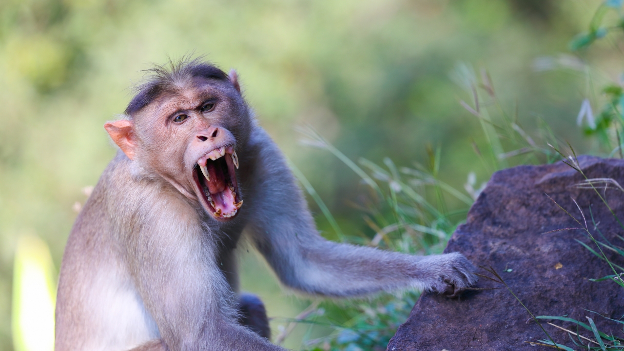 The animals most likely to lunge when you try to take a photo