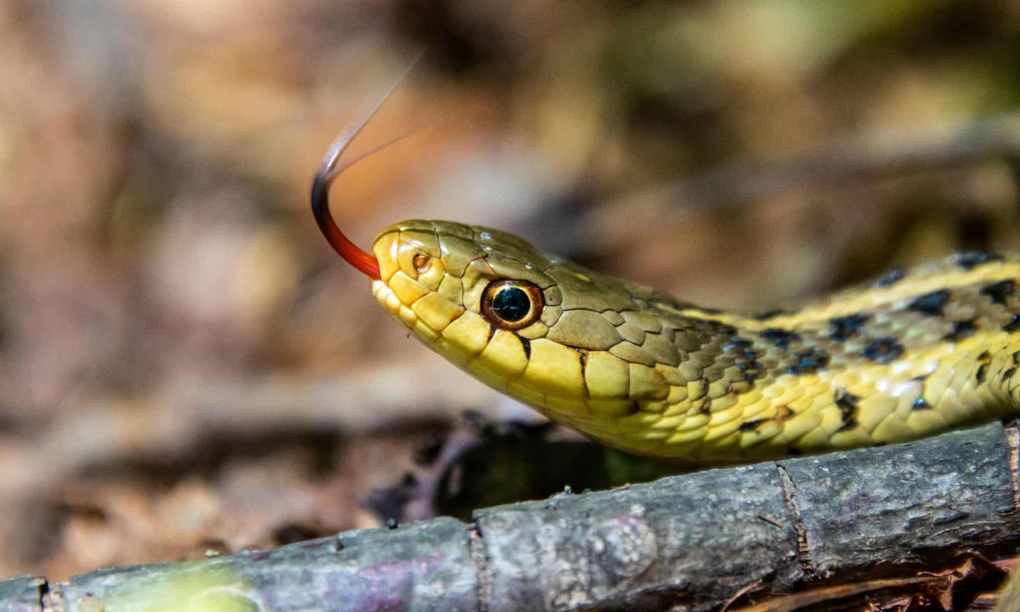 The smallest snakes in the world are almost impossible to spot