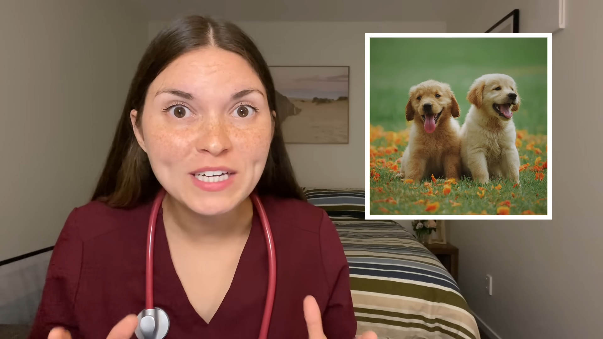 It was just a scratch - the infections hiding in your cat, turtle & dog