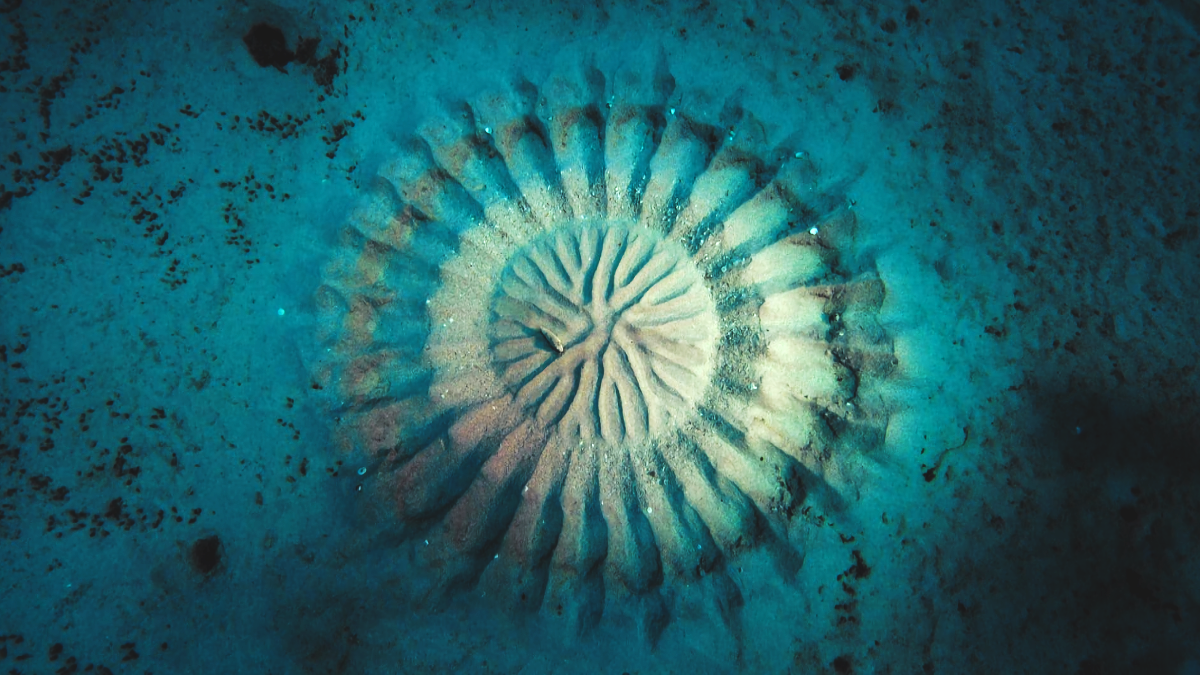 15 perfectly symmetrical things found in the wild that look man-made