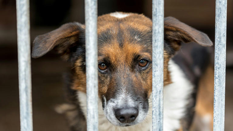 Public outrage over alleged massive stray dog culling in Morocco ahead ...