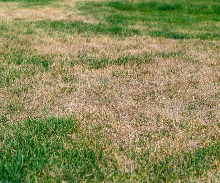 Don’t panic about brown grass in late winter – it is natural, and ...