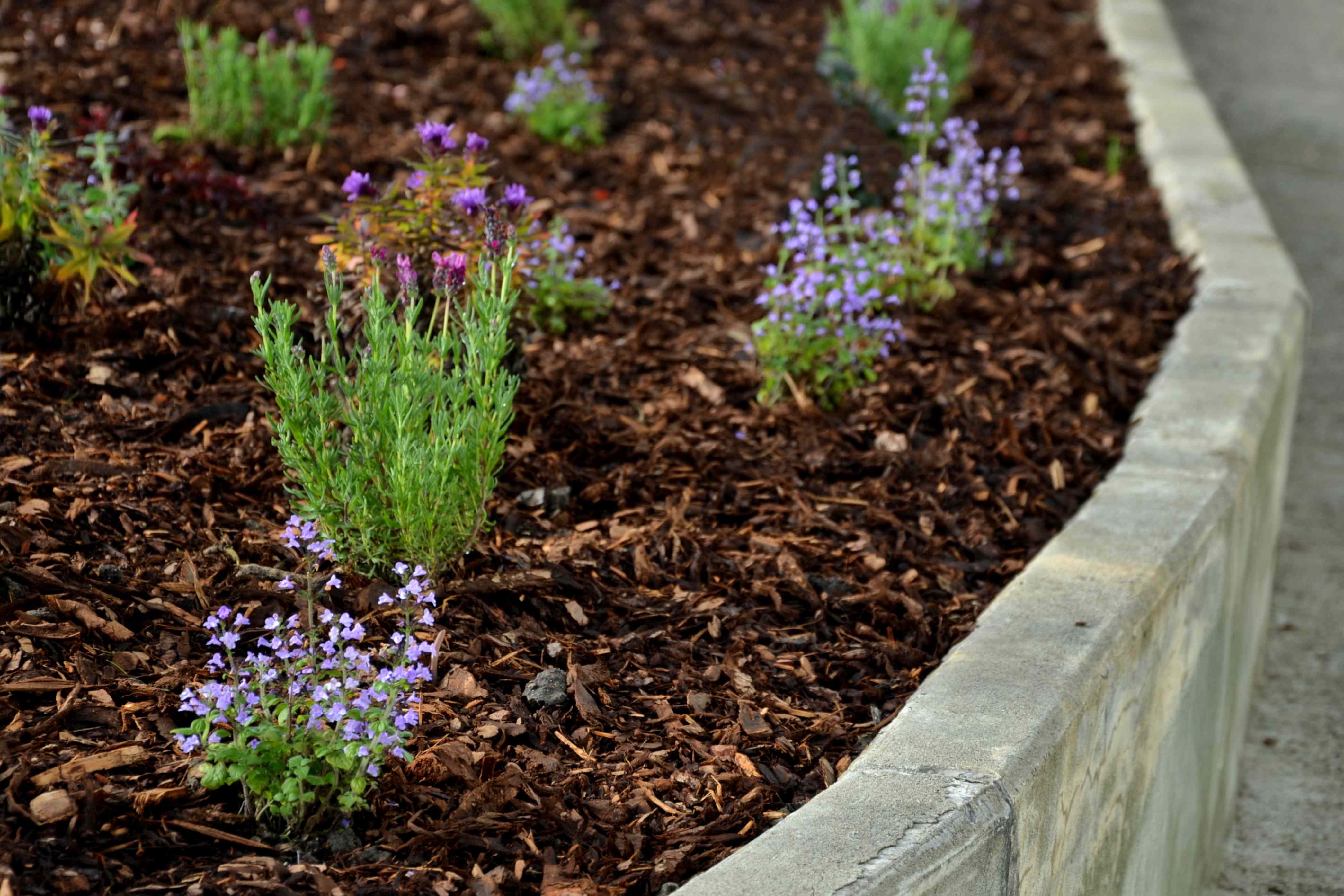 Can you plant seeds directly in mulch? Gardening experts weigh in