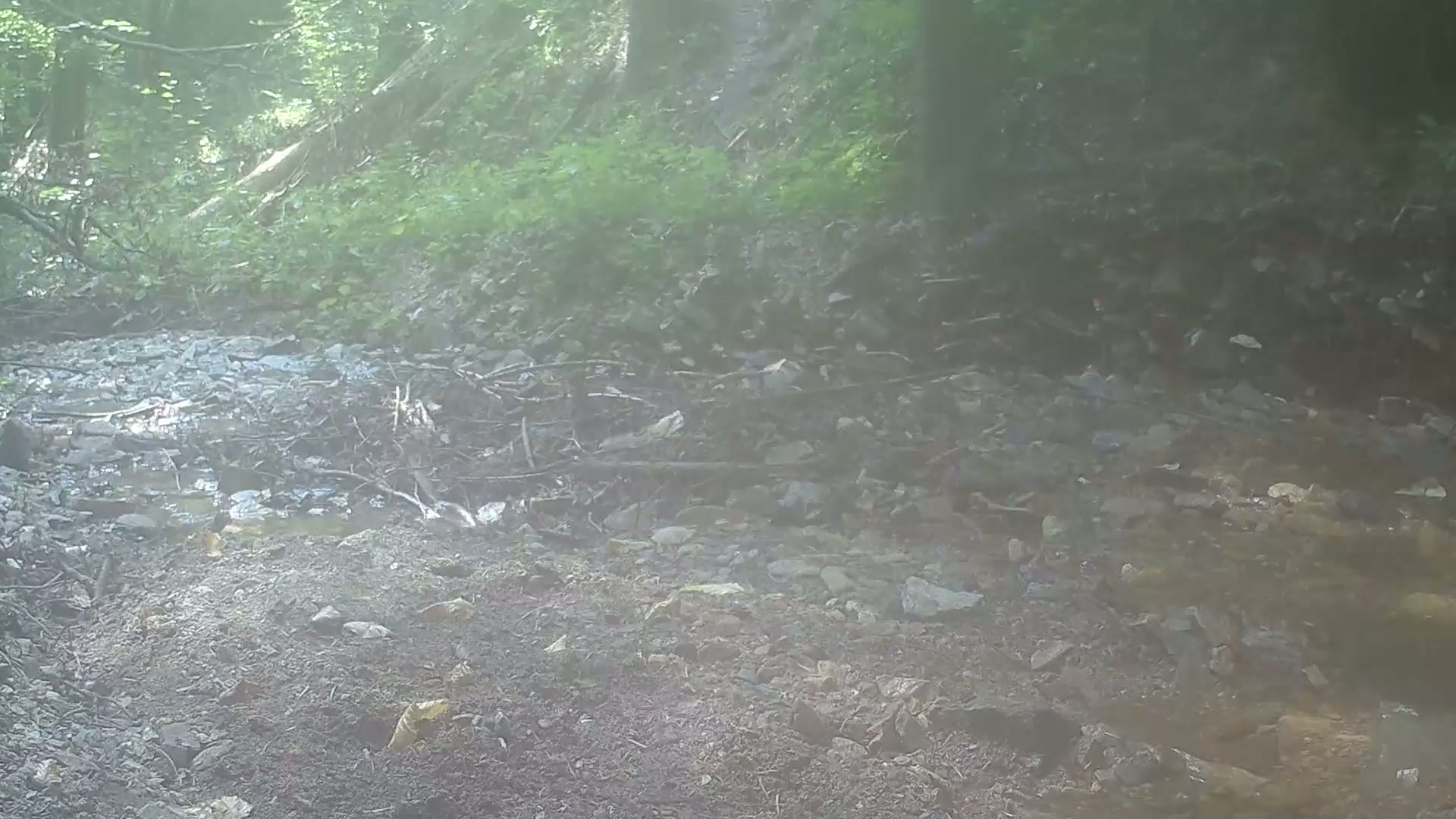 What happened during two weeks of camera trapping