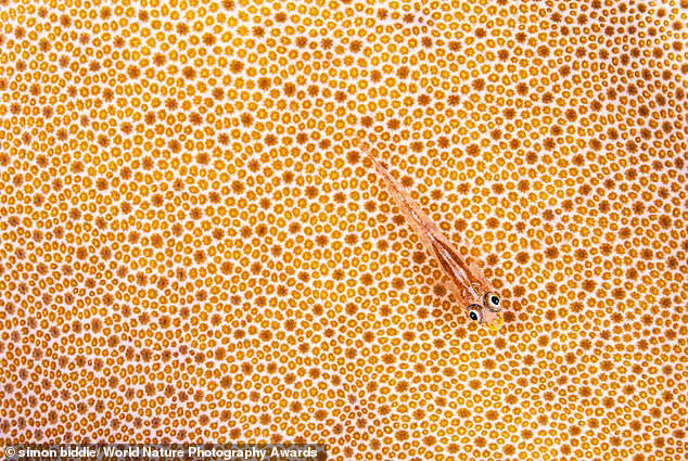 In pictures: The stunning World Nature Photography Award winners