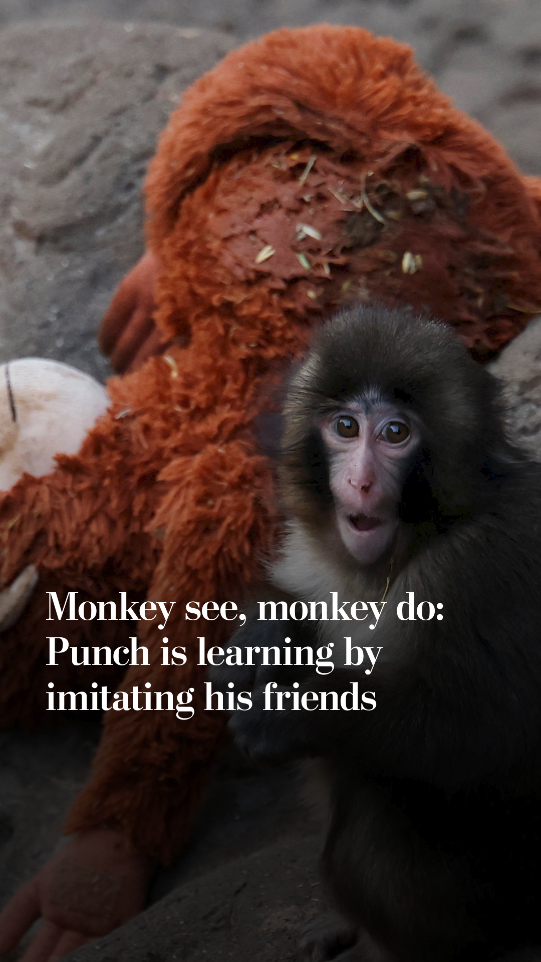 Monkey see, monkey do: Punch learns by imitating his friends