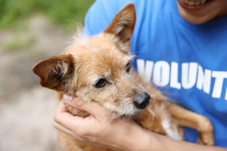 Public outrage over alleged massive stray dog culling in Morocco ahead ...