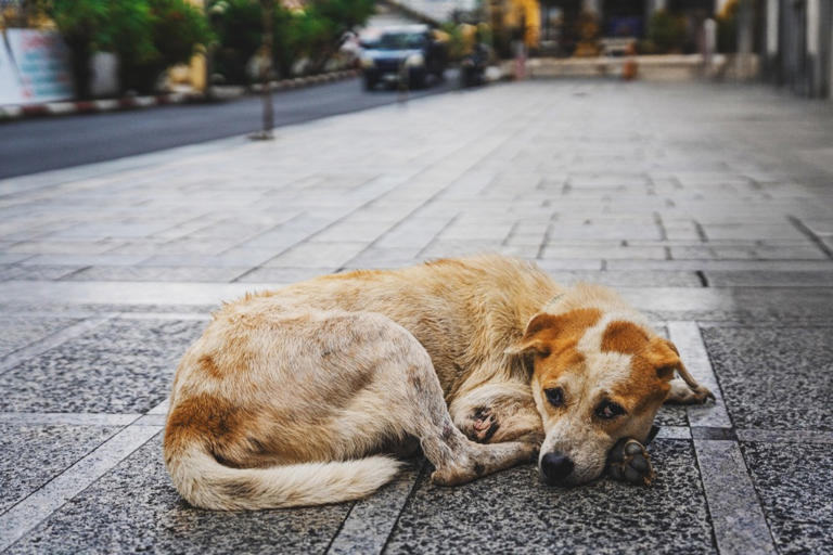 Public outrage over alleged massive stray dog culling in Morocco ahead ...