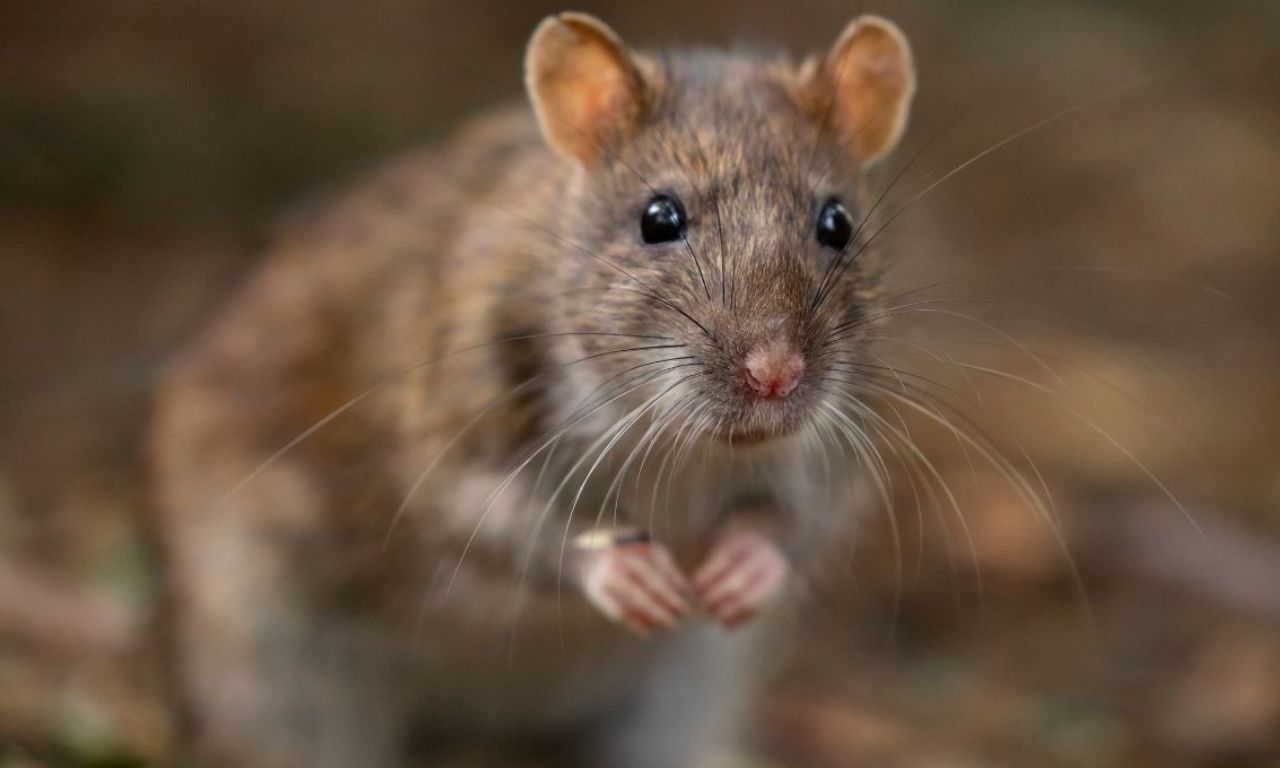 Qué olores sirven para ahuyentar las ratas de la casa