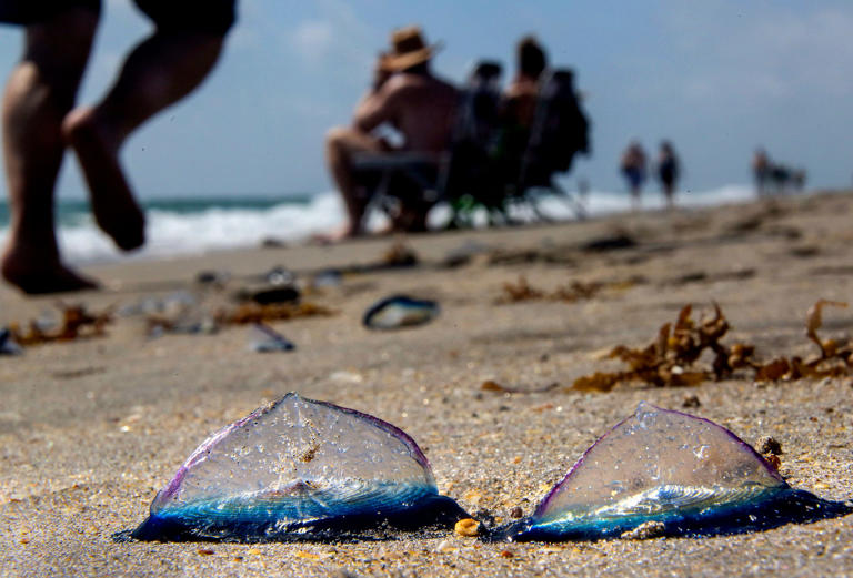 These sea creatures ride the wave in SC. What is Portuguese man o' war?
