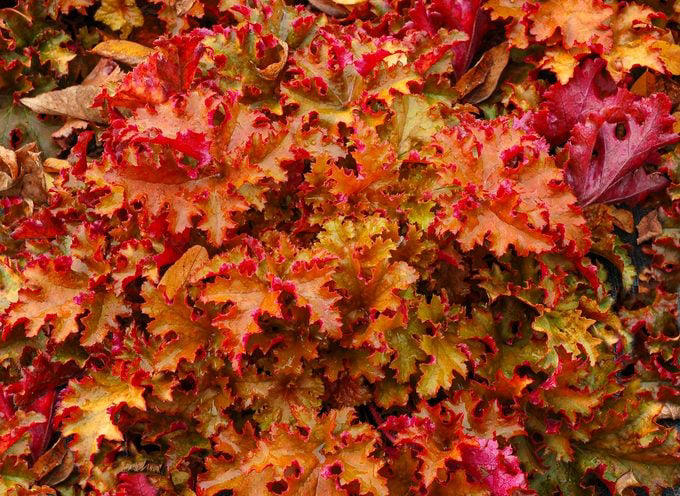 Top 10 coral bells varieties for showstopping shade gardens