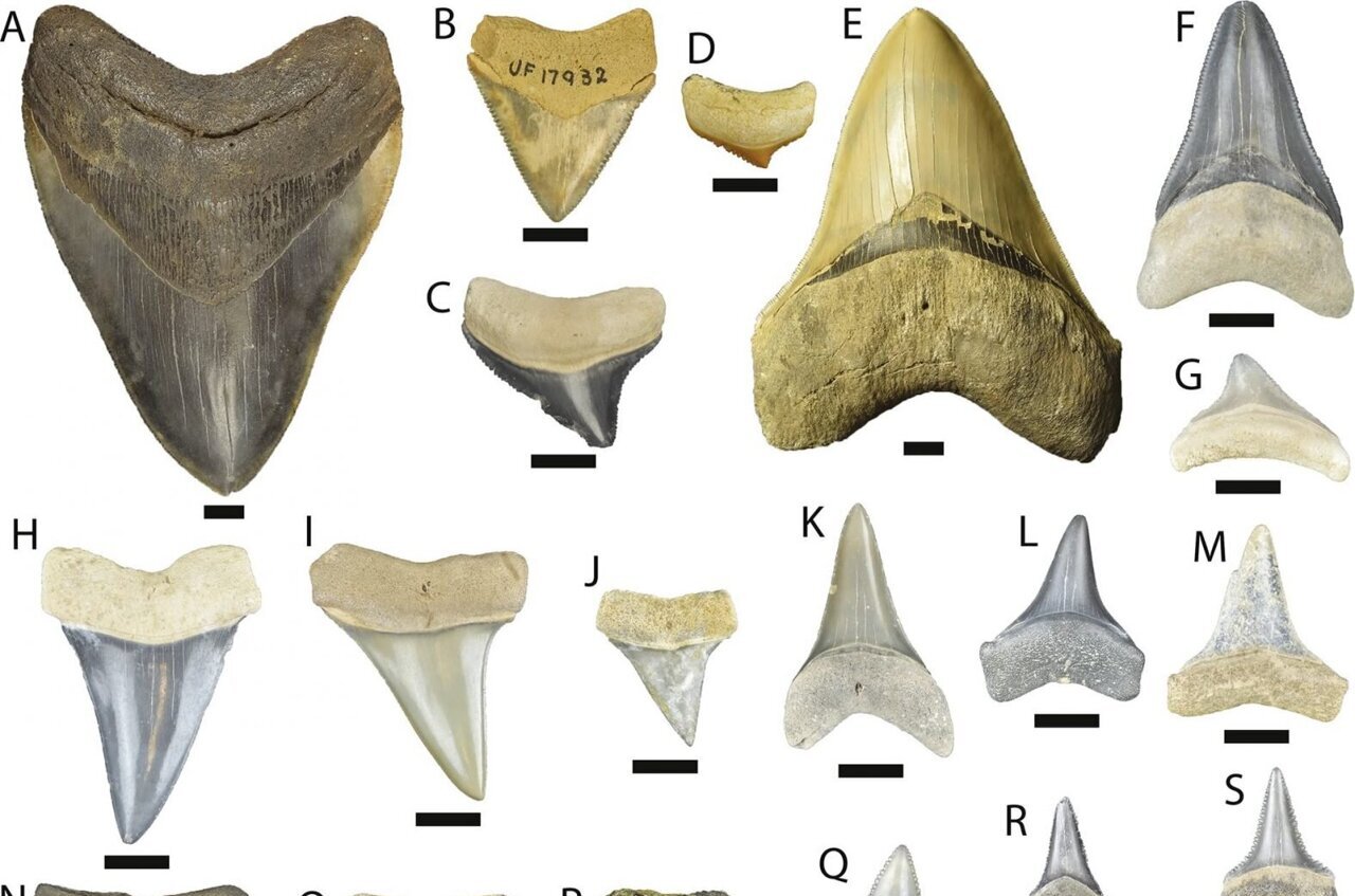 Vertebrate paleontology has a numbers problem. Computer vision can help