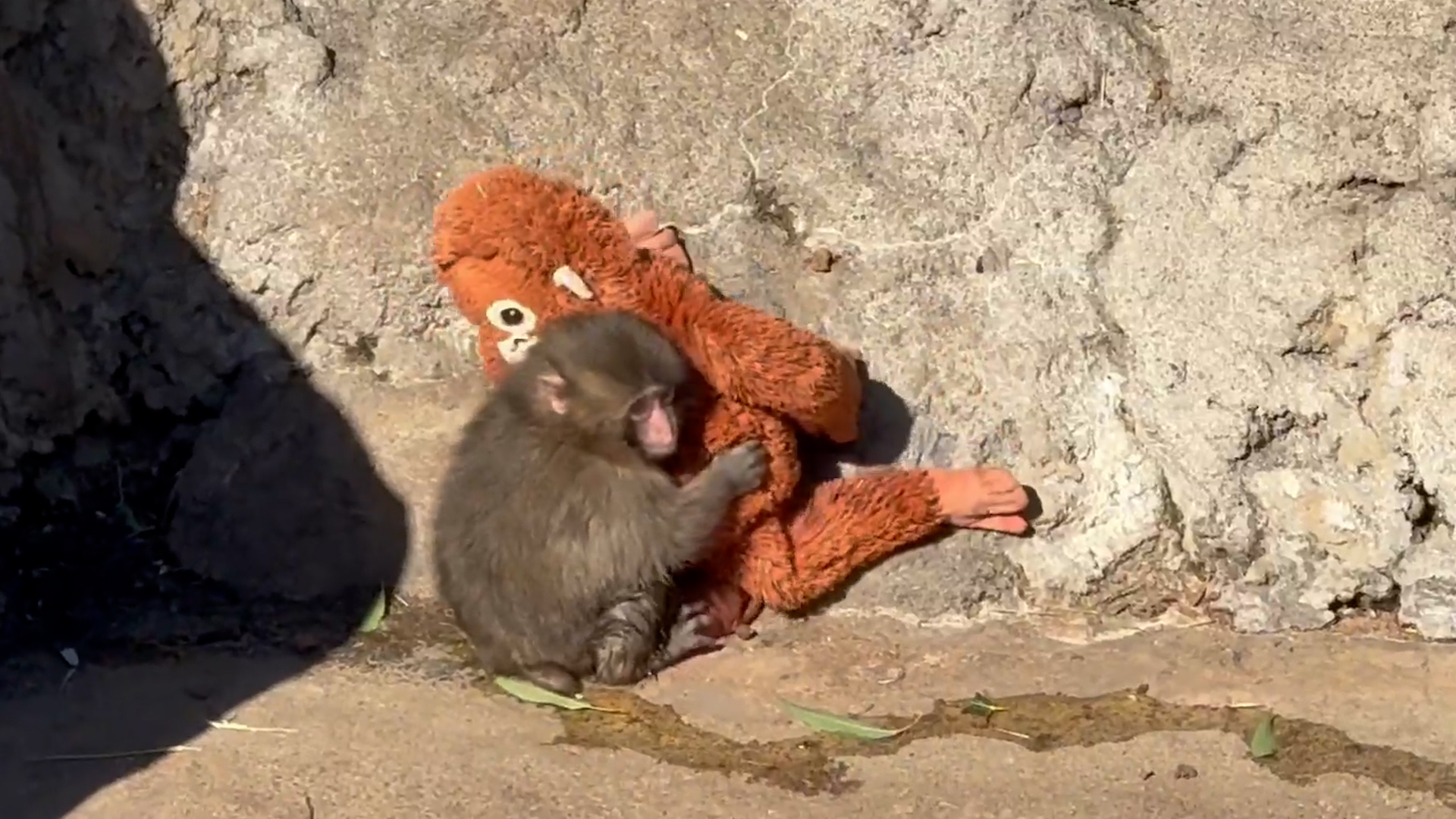 Toy-cuddling monkey punch attracts huge crowd at Japanese zoo
