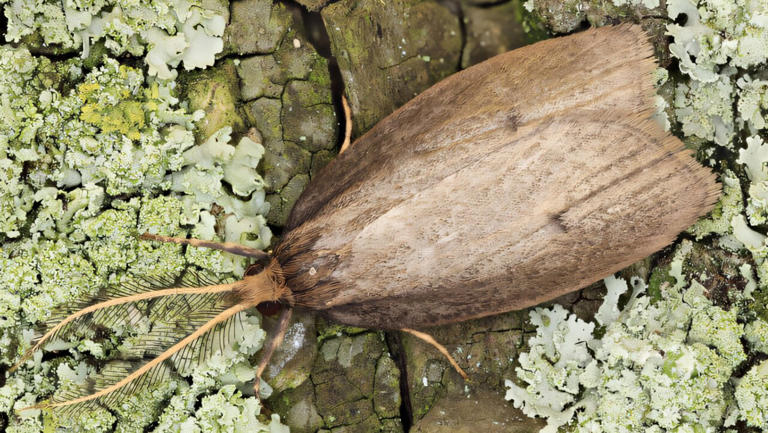 Scientists discover 10 new species of Hawaiian moths