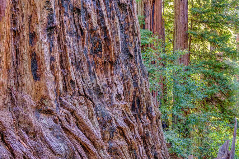 Why these hidden hiking spots make Santa Cruz way more than just a ...