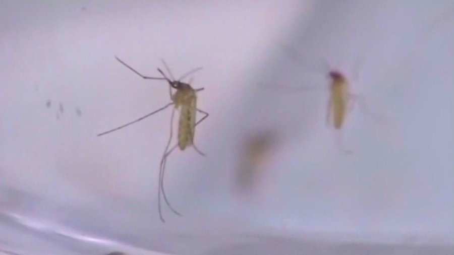 Weather whiplash blamed for surge in Orange County mosquito activity