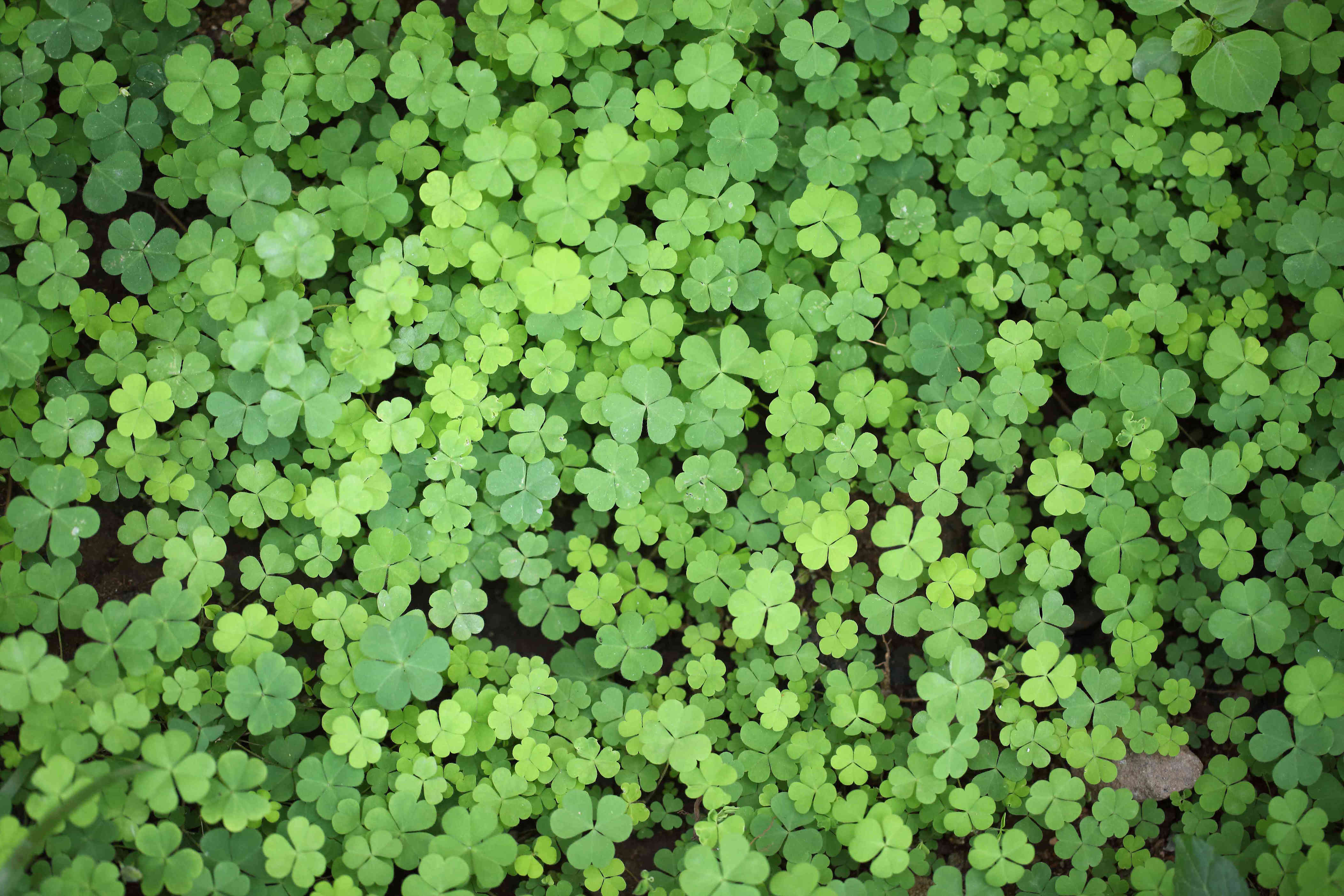 How to switch to a clover lawn—an easy grass alternative with so many ...