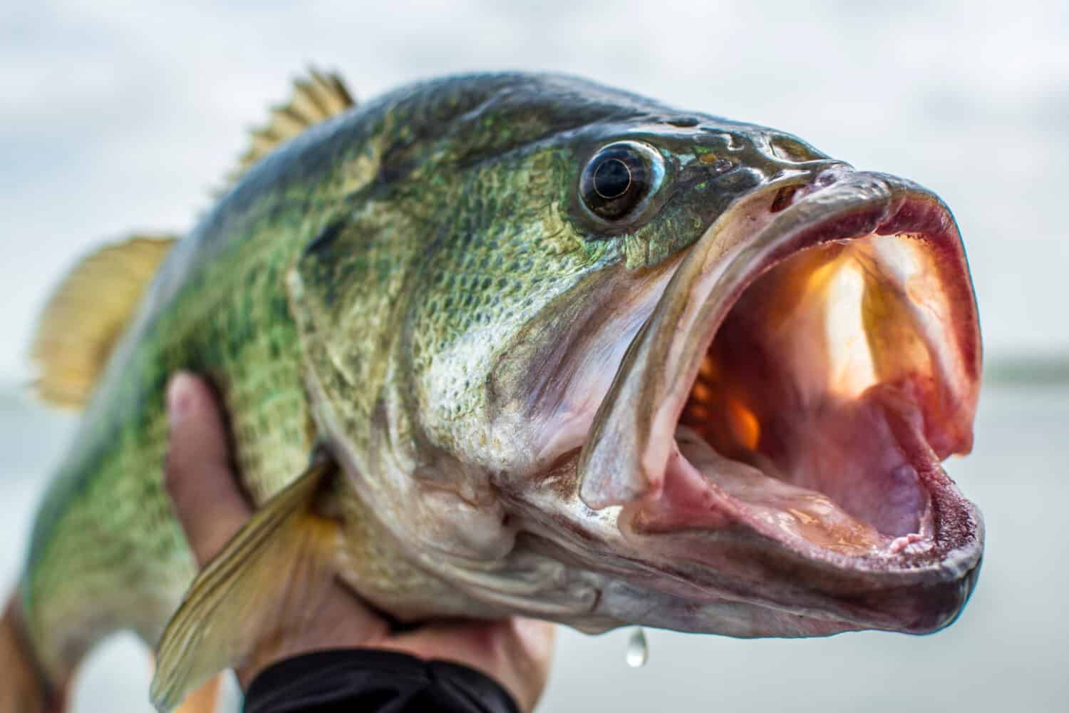 10 Biggest Fish Caught in the Pacific North West