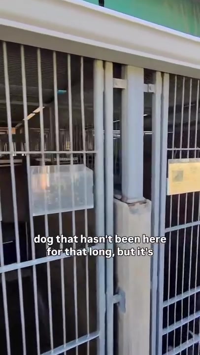 Giving treats to the longest shelter dog residents
