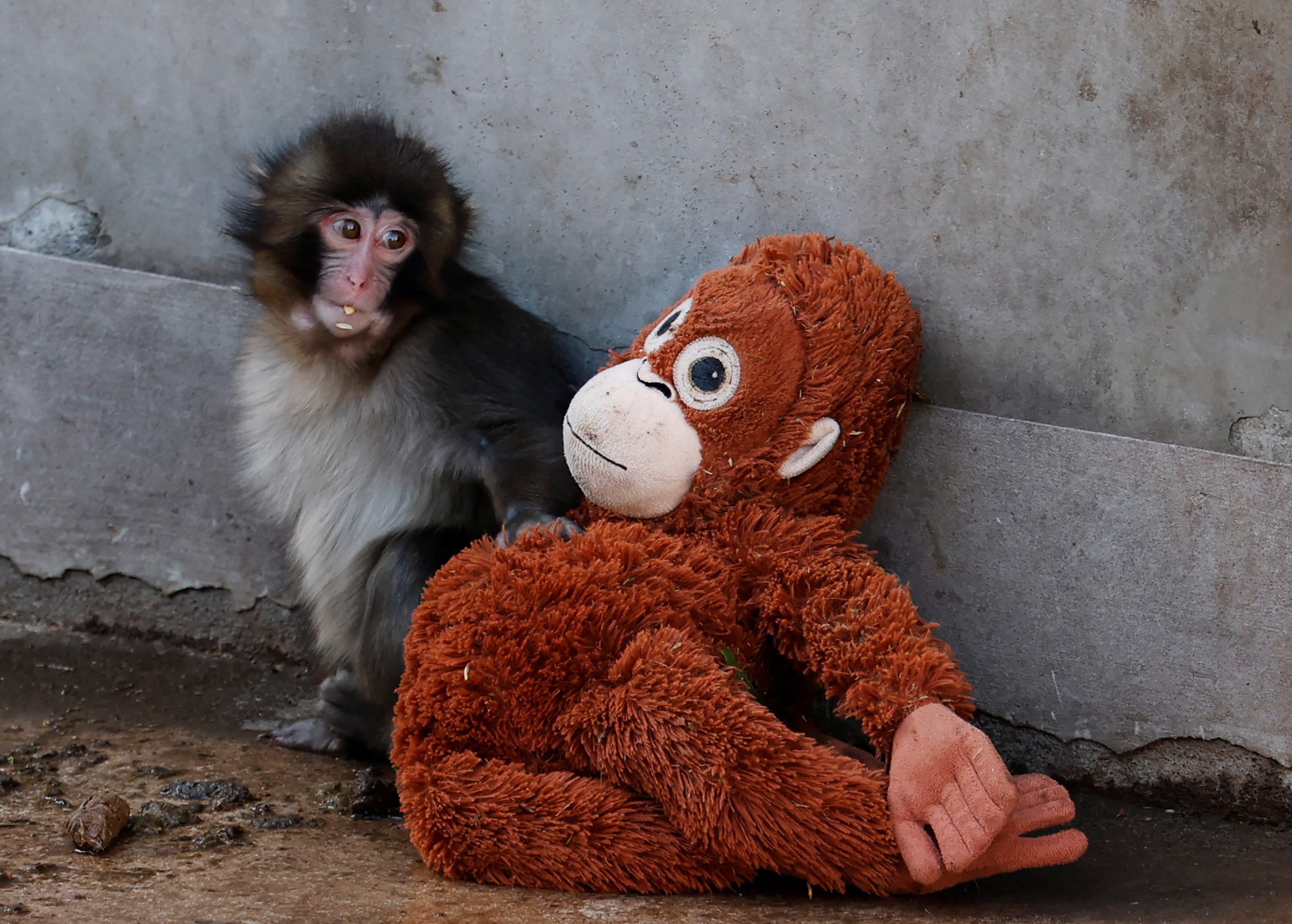 Going bananas for Punch? Here's the latest on the viral baby monkey