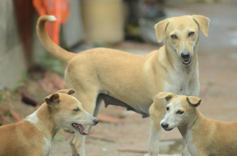 Public outrage over alleged massive stray dog culling in Morocco ahead ...