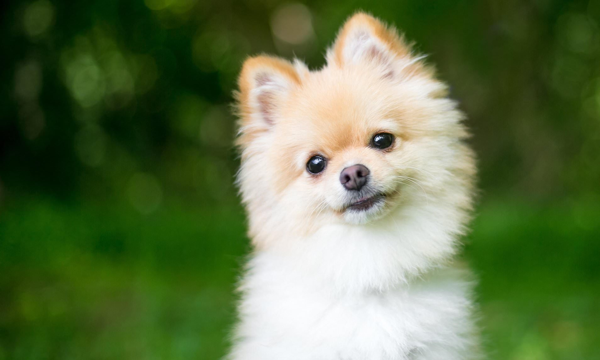 More Brits are insuring their pets than insuring themselves, study finds