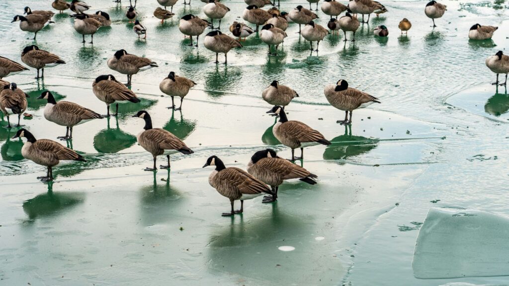 Over 1,100 wild birds found dead across 7 counties as suspected bird ...