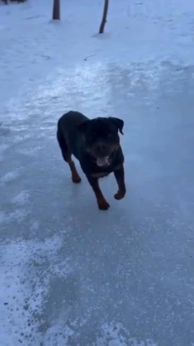 What happens when you bring a dog around ice skates