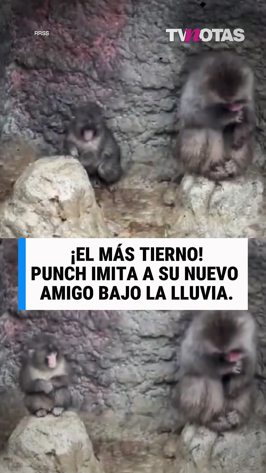 Punch, el mono abandonado, encuentra un amiguito y copia todo bajo la ...