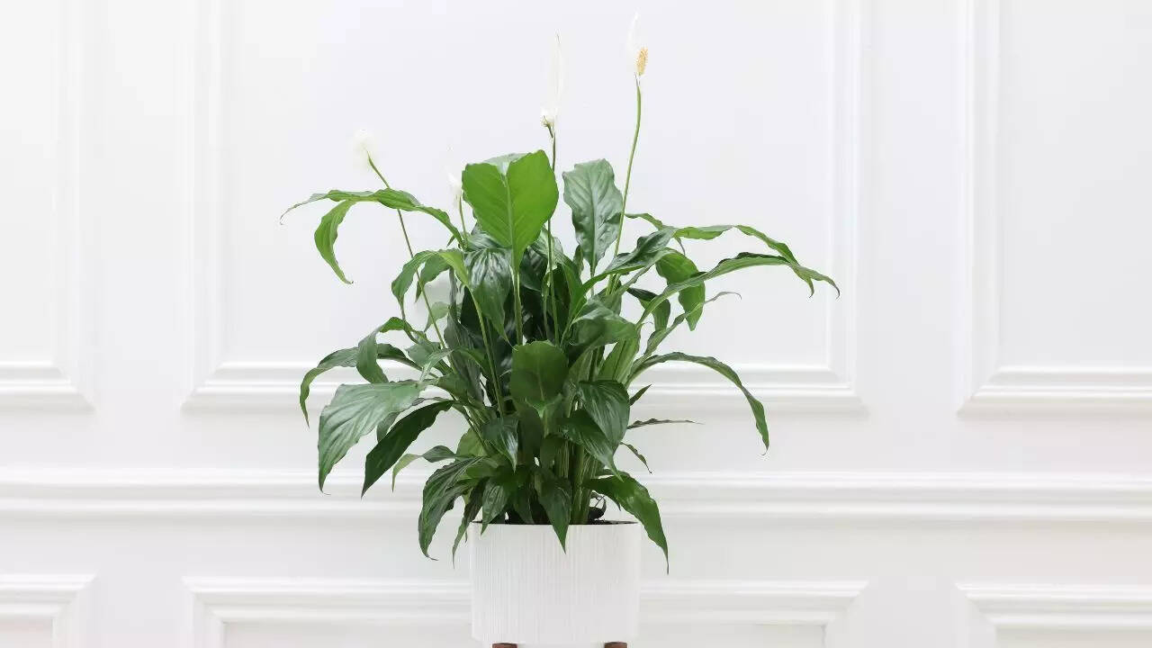 8 unique shade-tolerant plants for a lush balcony garden