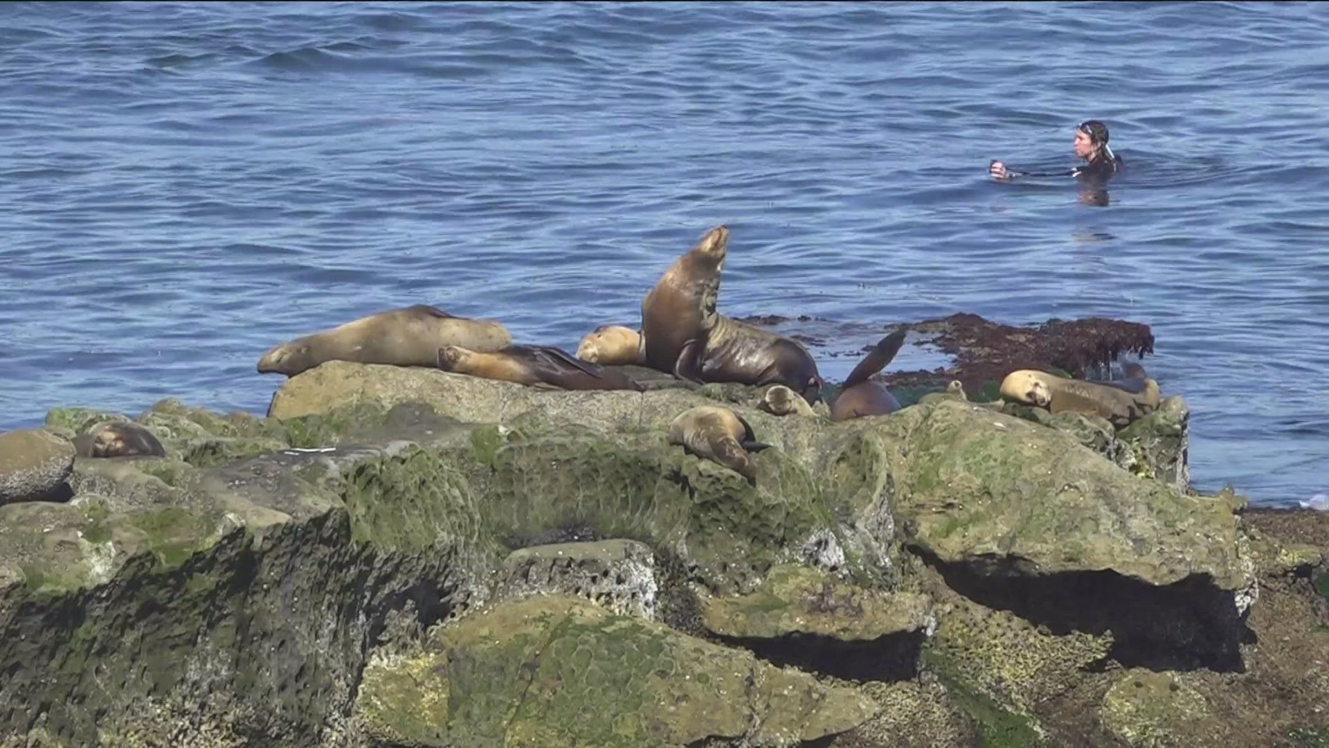 What city rangers are doing to protect sea lions at La Jolla Cove