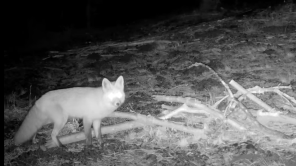 Caught on camera: Rare Sierra Nevada red fox spotted near Lake Tahoe
