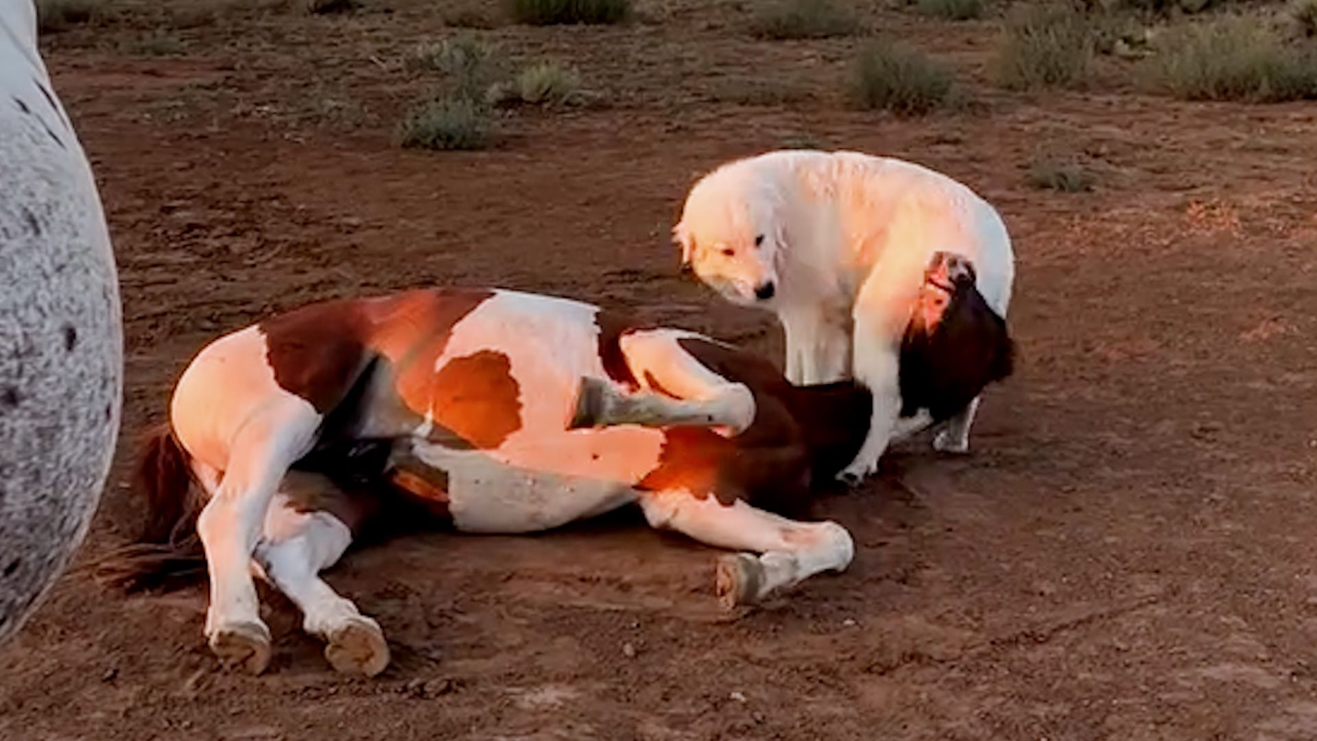 Woman rescues baby horse who's never been touched by humans