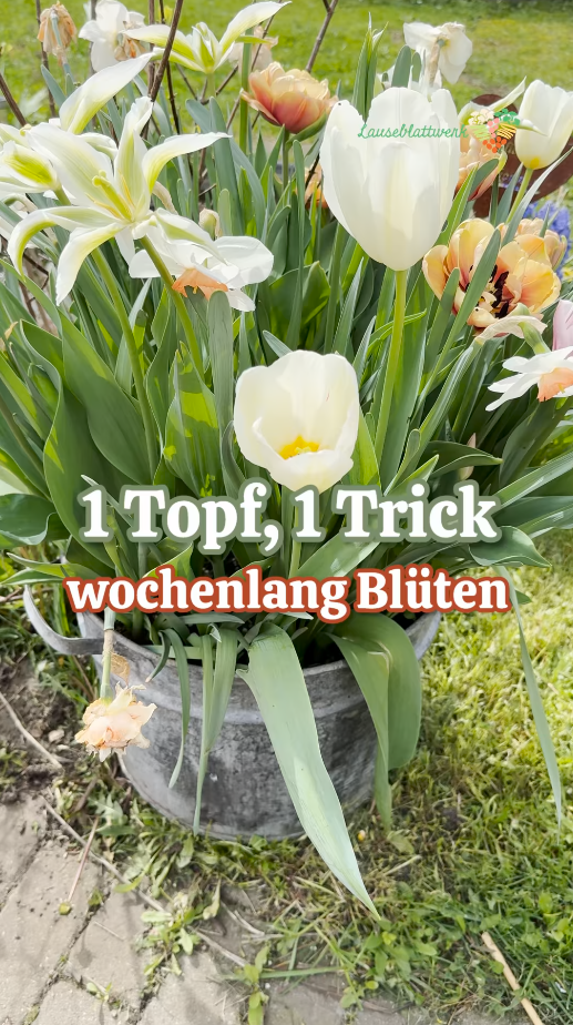 Blumenzwiebel-Lasagne für langanhaltende Blüten im Topf