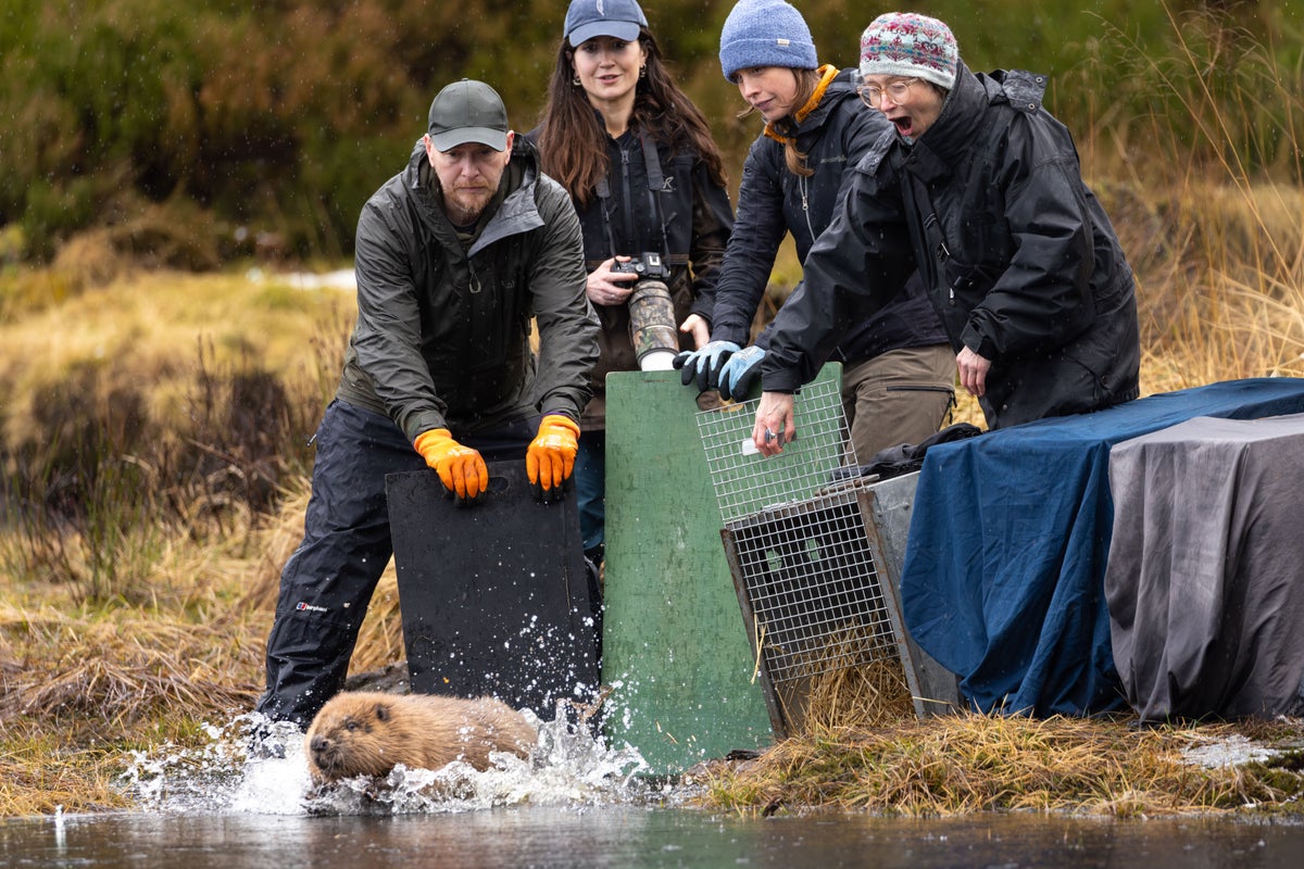 More beavers released in Highland glen in 'wildlife success story'